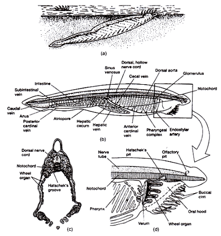 Protochordata: General features Life history of Branchiostoma - Zoology ...