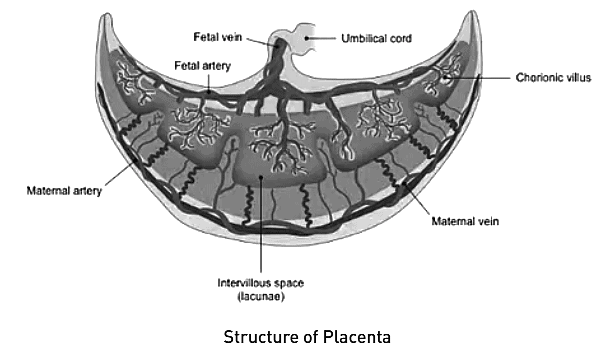 Placenta (Structure, types and functions of placenta) - Zoology ...