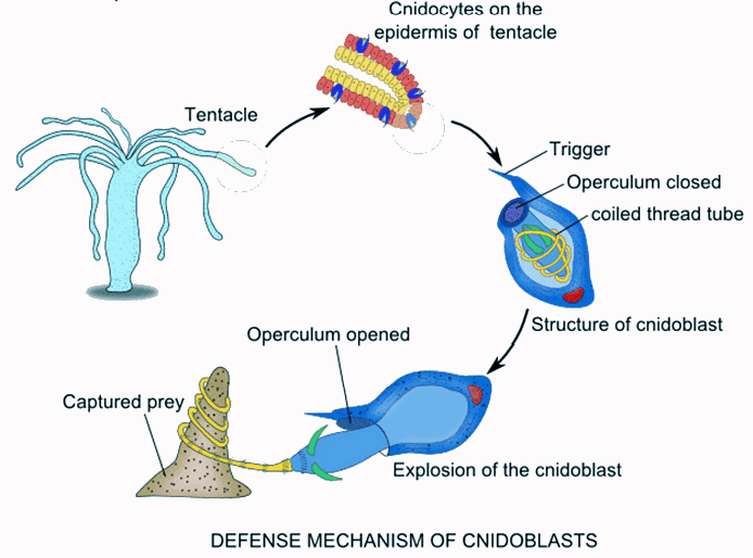 Cnidaria: Defensive structures and their mechanism - Zoology Optional ...