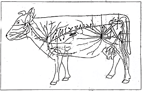 Superficial Lymph Nodes - Animal Husbandry and Veterinary Science ...