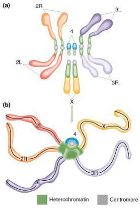 Chromosome Type Polytene and Lambrush - Zoology Optional Notes for UPSC ...