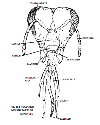 Arthropoda: Modification of mouth parts in insects - Zoology Optional ...