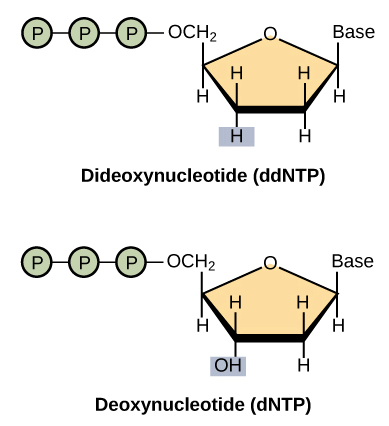 DNA Sequencing - Botany Optional for UPSC PDF Download