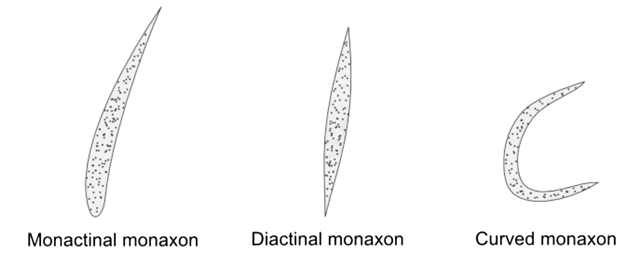 Porifera: Skeleton - Zoology Optional Notes for UPSC PDF Download