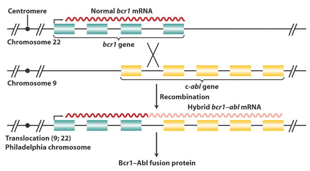 Structural Variations in Chromosomes - Botany Optional for UPSC PDF ...