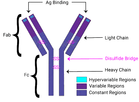 Immunoglobulins - Medical Science Optional Notes for UPSC PDF Download