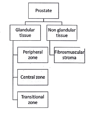 Prostate Gland: Miscellaneous - Medical Science Optional Notes for UPSC ...