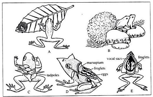 Amphibia: Parental Care - Zoology Optional Notes for UPSC PDF Download