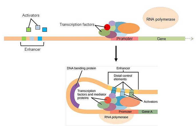Regulation of Gene Expression - Botany Optional for UPSC PDF Download