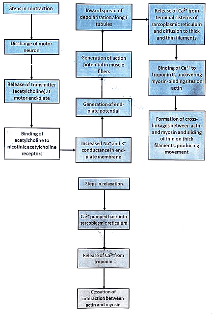 Modes of Contraction in Skeletal Muscle - Medical Science Optional ...