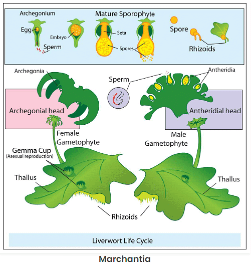 Structure And Reproduction Bryophytes Botany Optional For Upsc Pdf