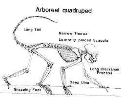 Primate Adaptations (Arboreal and Terrestrial) - Notes | Study ...