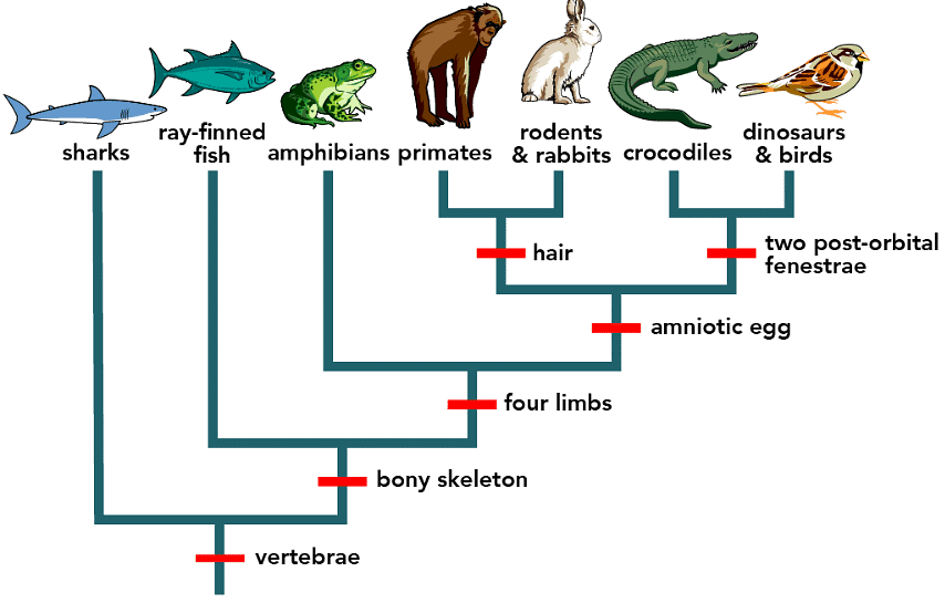 Primate Classification and Evolution - Anthropology Optional for UPSC ...