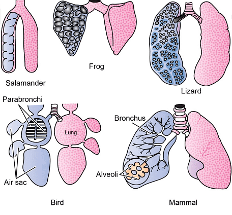Respiratory System - Zoology Optional Notes for UPSC PDF Download