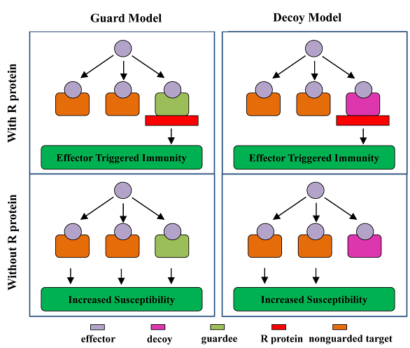 Molecular basis of infection and disease resistance - Botany Optional ...