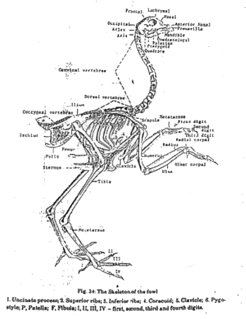 Musculo-Skeletal System of Fowls - Animal Husbandry and Veterinary ...