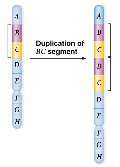 Structural Variations in Chromosomes - Botany Optional for UPSC PDF ...