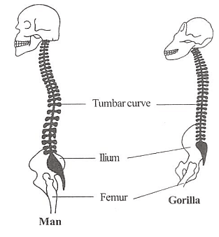 Evolution of Man - Zoology Optional Notes for UPSC PDF Download