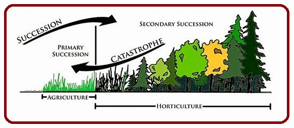 Biosphere: Ecological Succession - Zoology Optional Notes for UPSC PDF ...
