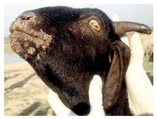 Common Animal Diseases and their Management - Animal Husbandry and ...