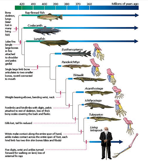 Amphibia: Origin of Tetrapods - Zoology Optional Notes for UPSC PDF ...
