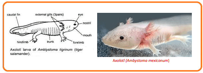 Amphibia: Neoteny - Zoology Optional Notes for UPSC PDF Download