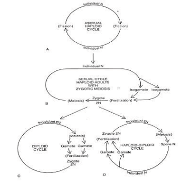 Protozoa: Reproduction - Zoology Optional Notes for UPSC PDF Download