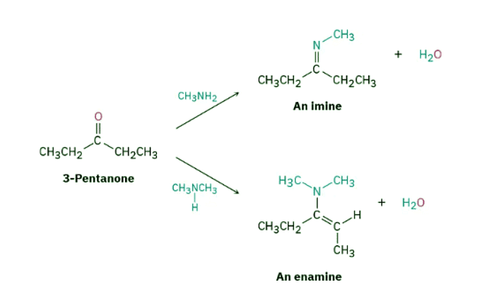 Nucleophilic Addition of Amines- Imine and Enamine Formation ...