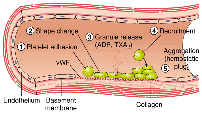 Blood Coagulation Basics - Zoology Optional Notes for UPSC PDF Download