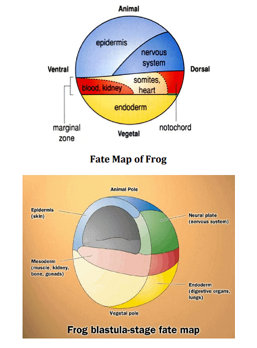 Fate Map - Zoology Optional Notes for UPSC PDF Download