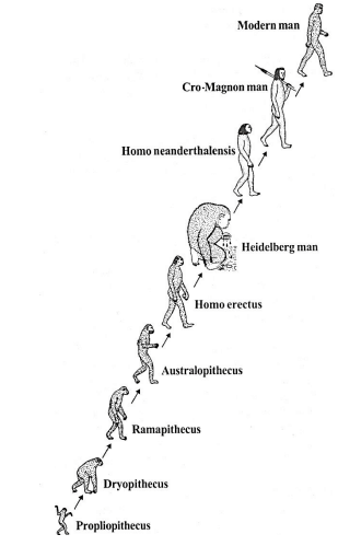 Evolution of Man - Zoology Optional Notes for UPSC PDF Download