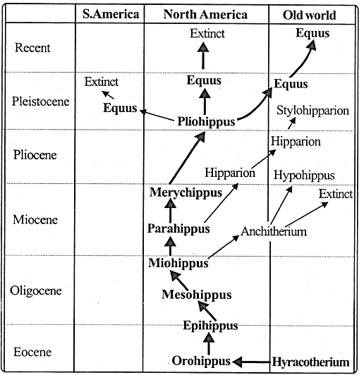 Evolution of Horse - Zoology Optional Notes for UPSC PDF Download