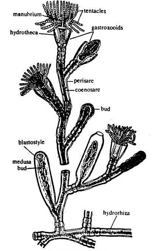 Cnidaria: Obelia - Zoology Optional Notes for UPSC PDF Download