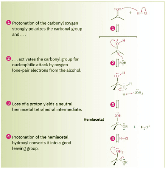 Nucleophilic Addition of Alcohols- Acetal Formation - Chemistry ...