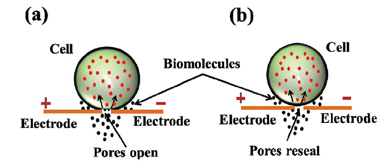 Methods of Transfer of Genes - Botany Optional for UPSC PDF Download