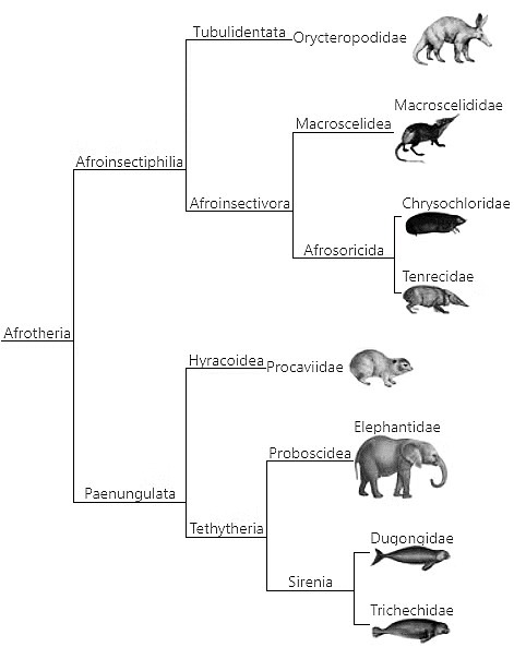 Evolution of Elephant - Zoology Optional Notes for UPSC PDF Download