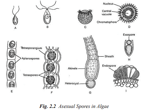 Structure and Reproduction Algae - Botany Optional for UPSC PDF Download
