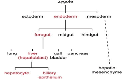 Cell Lineage - Zoology Optional Notes for UPSC PDF Download