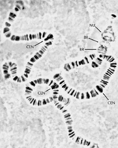 Chromosome Type Polytene and Lambrush - Zoology Optional Notes for UPSC ...