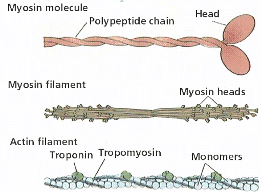 Muscles - Zoology Optional Notes for UPSC PDF Download