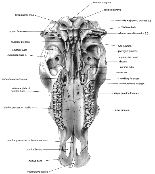 Paranasal Sinuses of OX - Animal Husbandry and Veterinary Science ...