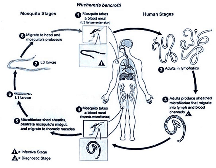 National Filaria Control Program - Medical Science Optional Notes for ...