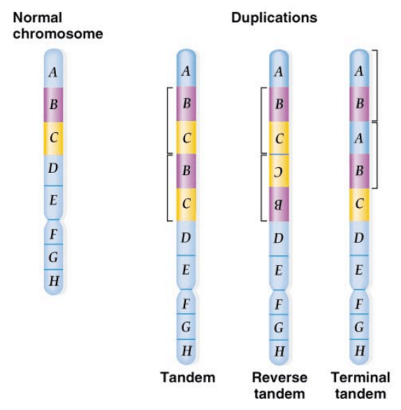 Structural Variations in Chromosomes - Botany Optional for UPSC PDF ...
