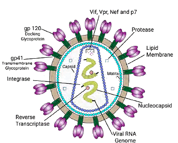 HIV Structure - Medical Science Optional Notes for UPSC PDF Download