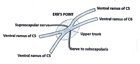 Upper Limbs - Medical Science Optional Notes for UPSC PDF Download