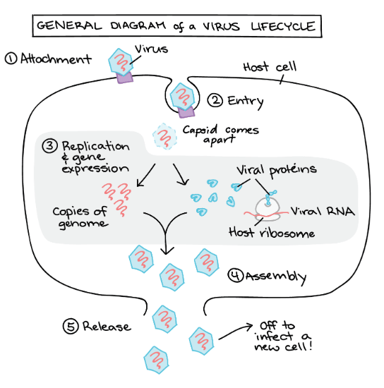 Structure and Reproduction in Viruses - Botany Optional for UPSC PDF ...