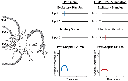 Synapse-definition and Types - Medical Science Optional Notes for UPSC ...