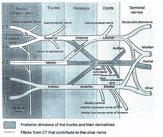 Upper Limbs - Medical Science Optional Notes for UPSC PDF Download