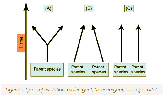 Evolutionary Patterns - Zoology Optional Notes for UPSC PDF Download