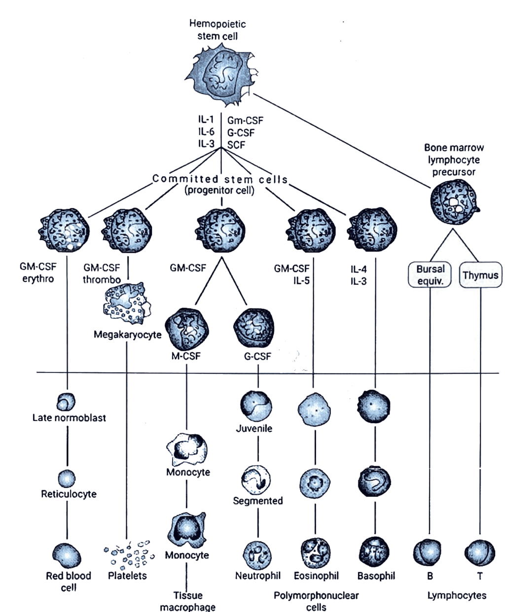Hematopoiesis: Hematology - Medical Science Optional Notes for UPSC PDF ...